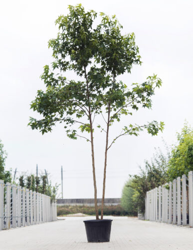 Amberboom kopen (Liquidambar styraciflua) | Incl. aangroeigarantie (TIP!)