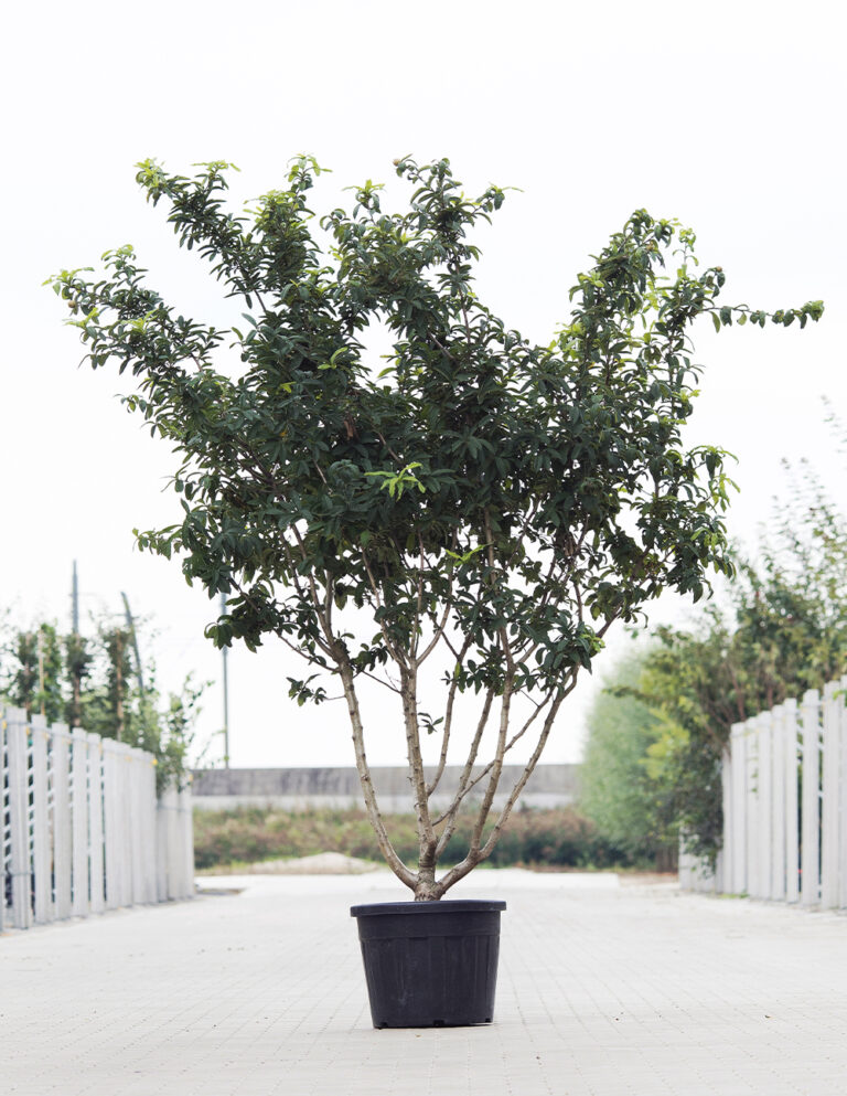 Meerstammige boom kopen? | Fruitboomkwekerij Bomendael