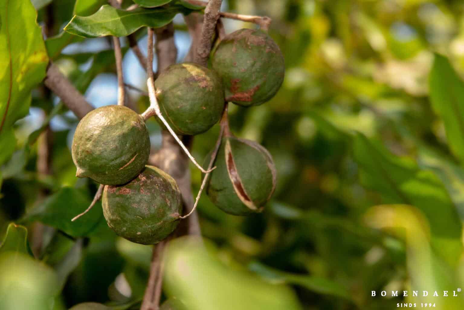 Walnotenboom kopen? | Gratis bezorgd en aangroeigarantie!