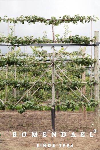 Leifruitbomen kopen? | Bomendael.com