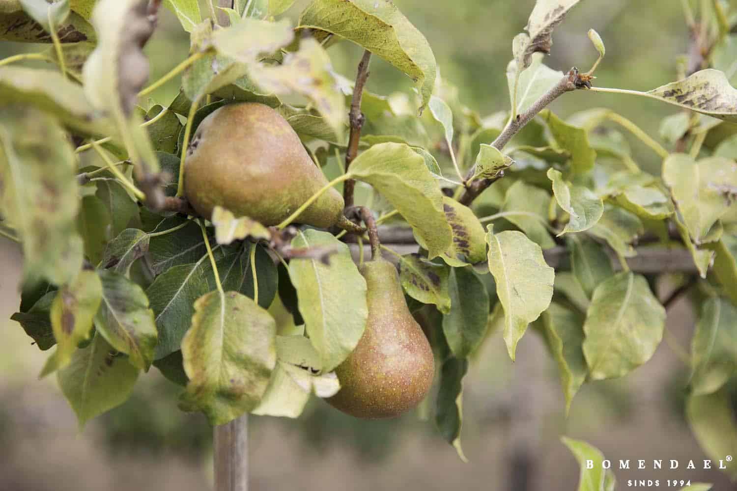 Fruit uit eigen tuin om mee te bakken en te koken | Bomendael