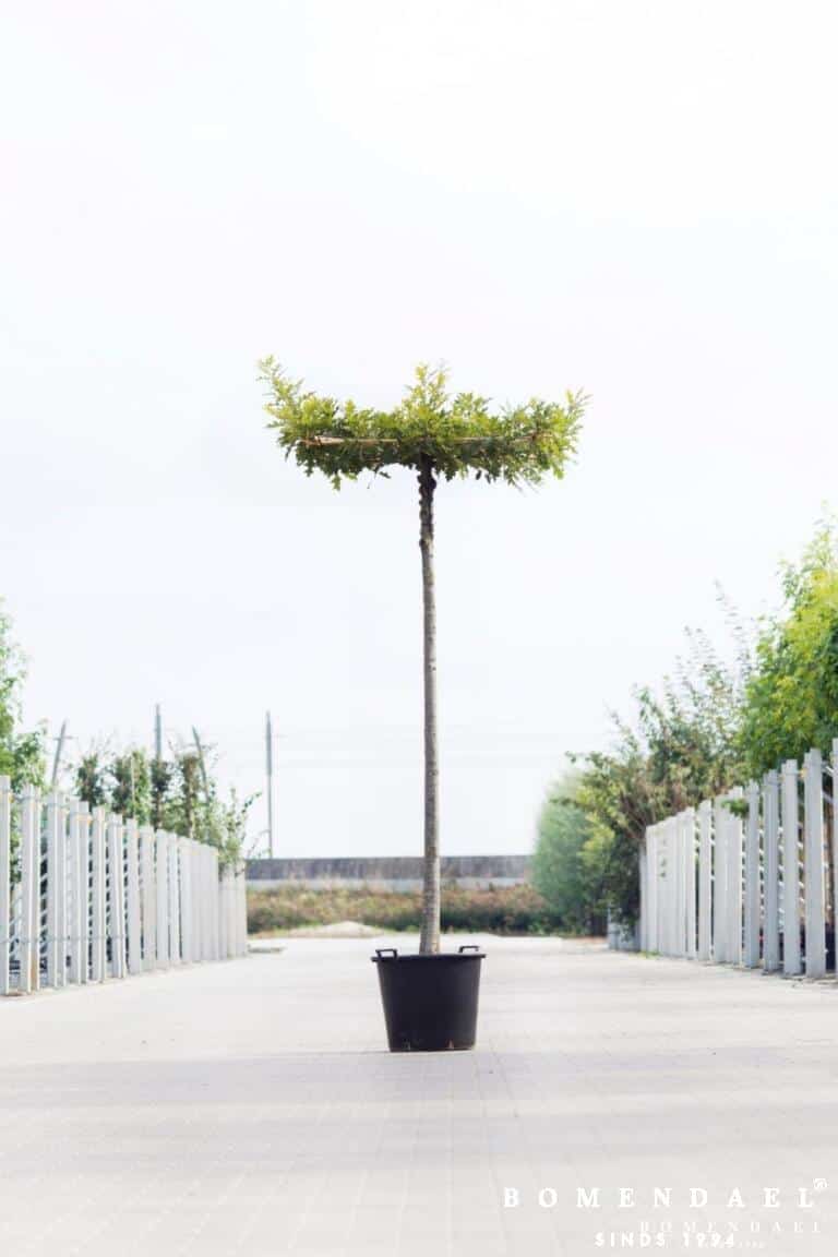 De top 10 van mooiste bomen voor een moderne tuin | Bomendael