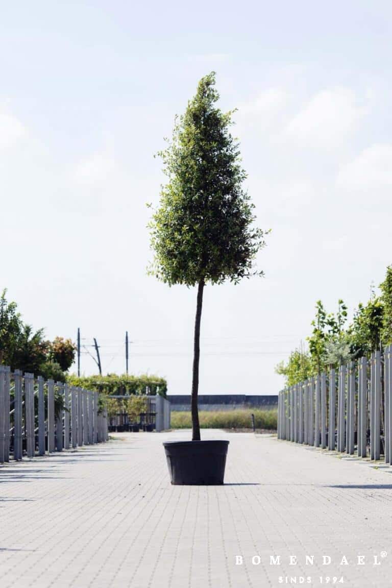 De top 10 van mooiste bomen voor een moderne tuin | Bomendael