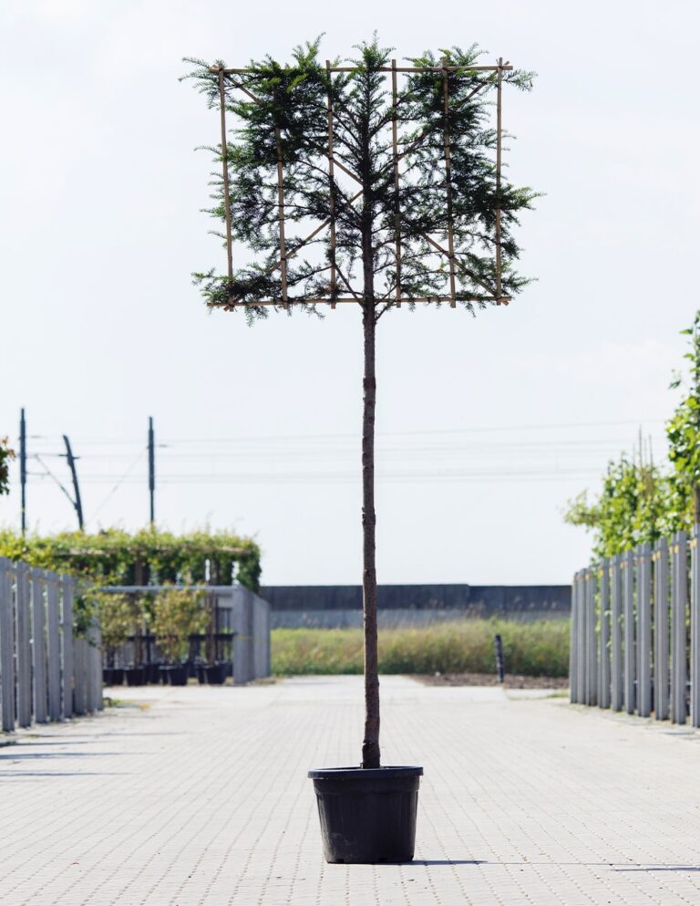 Meerstammige boom kopen? | Fruitboomkwekerij Bomendael