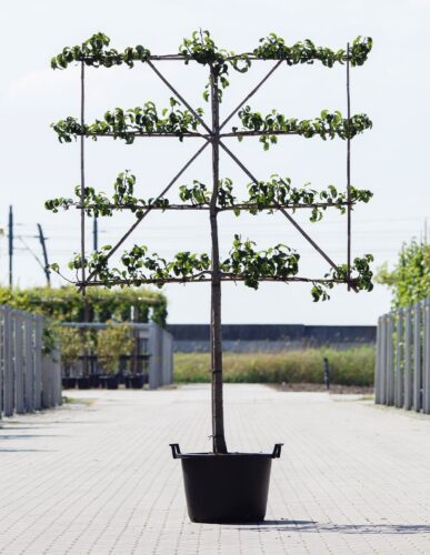 Leiperen kopen? | Bomendael.com