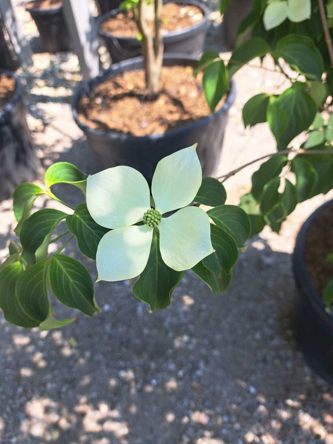 Cornus kousa 'Venus' | Meerstammig | 350 - 400 cm kopen? | Incl ...